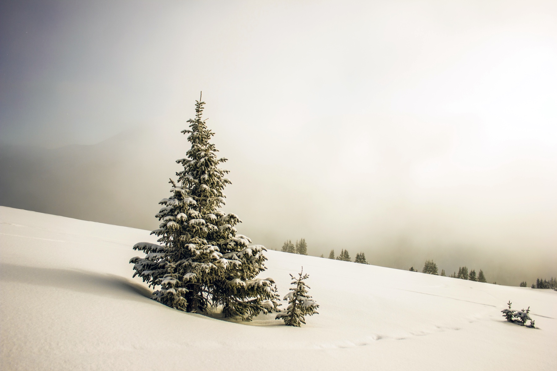 FF201912-schnee_tanne – Church of God