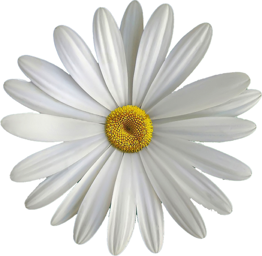 Blume – Church of God