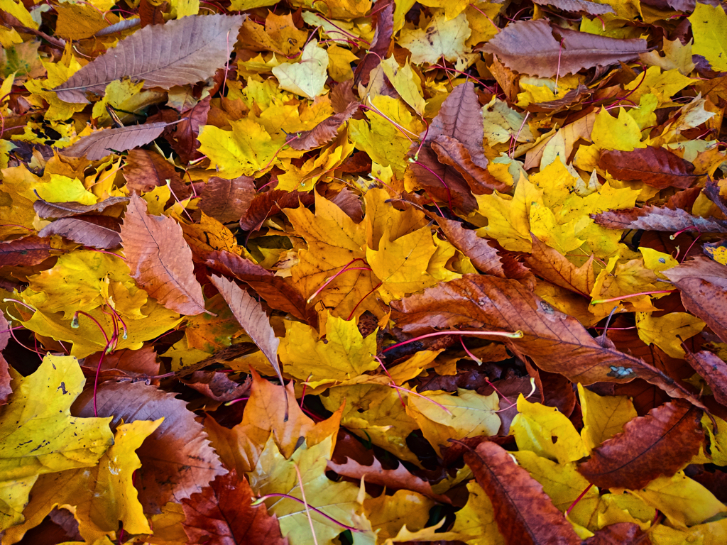 autumn-leaves – Church of God