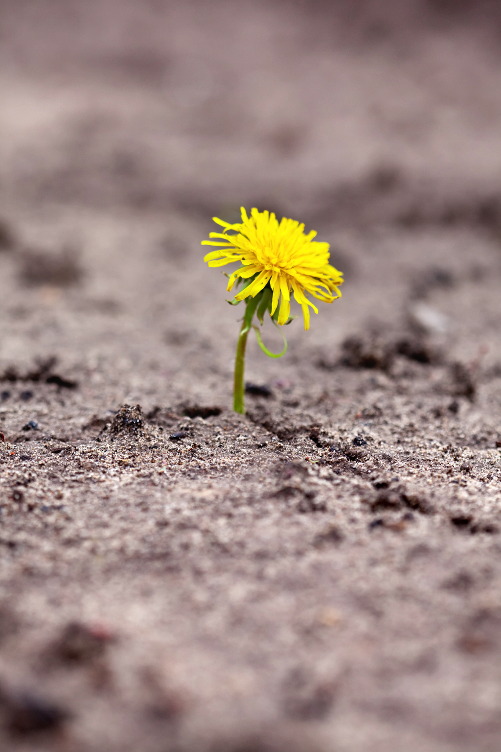 sprout-makes-way-through-sand – Church of God